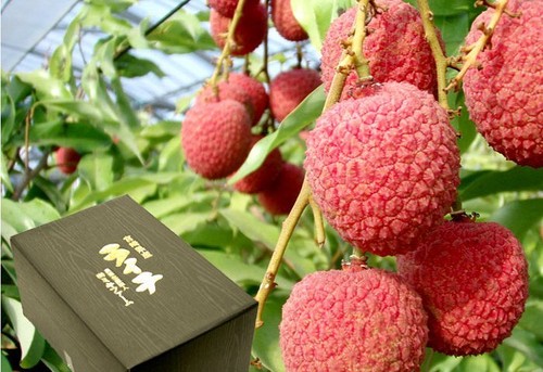 Vietnamese fresh lychee to Japan sold out in 24 hours