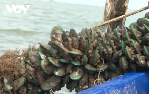 Green mussel farming makes farmers in Kien Giang better off