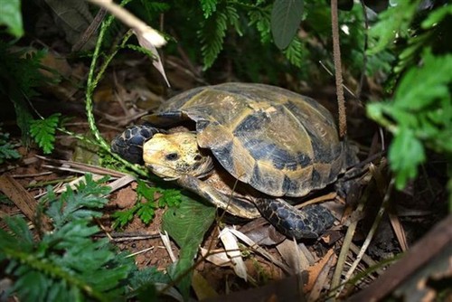 Rare turtles found in Vietnam’s Pu Hu nature reserve