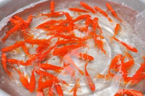 Kitchen Gods honored ahead of Tet celebrations