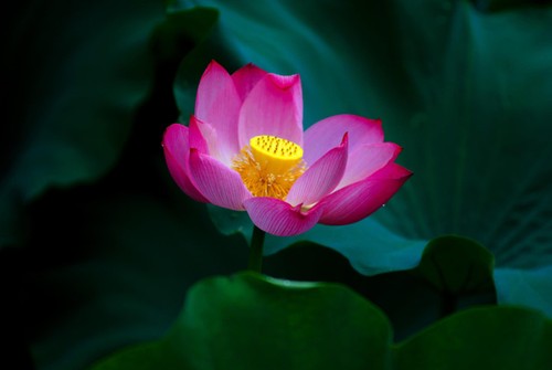 Emergence of colourful flowers in Hanoi mark arrival of summer