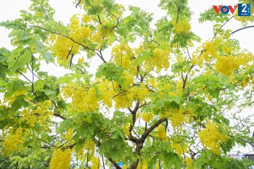 Golden shower trees mark arrival of summer in Hanoi