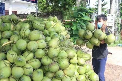 Coconut exports surpass 1 billion USD for first time