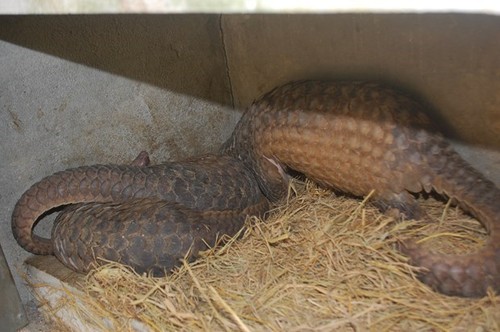 Rare, endangered animals rescued in Ninh Binh