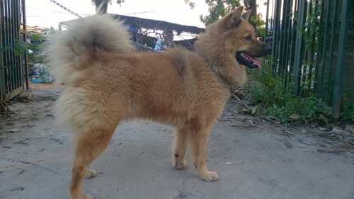 Độc đáo phiên chơ chó ở Bắc Hà ở Tây Bắc