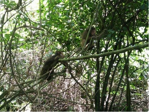 Ten rare monkeys released into the wild at Phong Nha-Ke Bang National Park