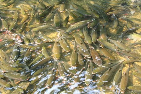 Der Bach “Magischer Fisch“ in Thanh Hoa